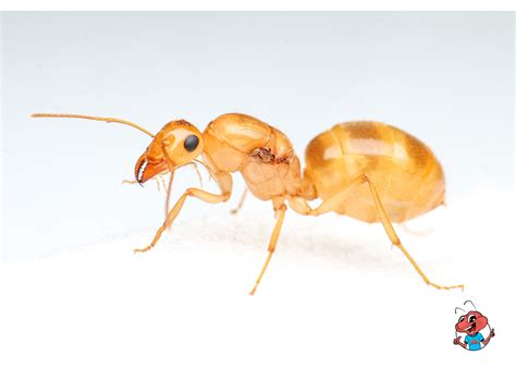 Honey Pot Ants Beginner Queen Ants For Sale The Ant Vault