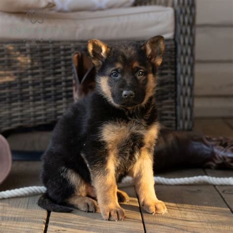 German Shepherd Puppies For Sale Cute Smart And Healthy Vip Puppies