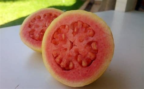 Rêver De Goyave Interprétation Signification And Analyse