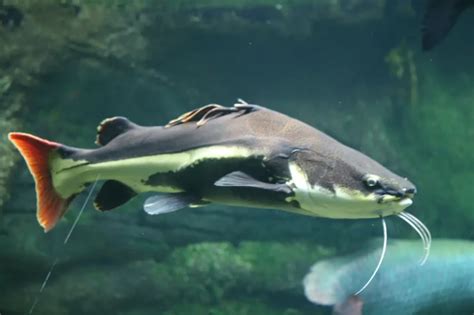 Redtail Catfish Facts Diet Habitat And Pictures On Animaliabio