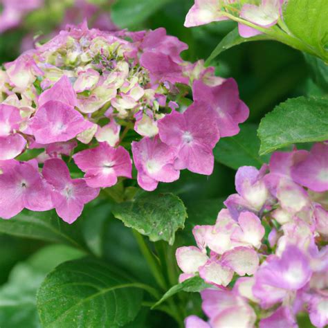 Hydrangea Happiness A Guide To Hydrangea Cultivation Crops At Home