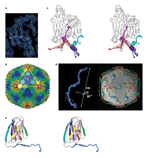 Architecture And Structural Components Of Bacteriophage Prd1 A Download Scientific Diagram
