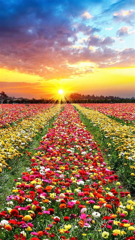 Flower Beautiful Nature Images At Catharine Blanco Blog