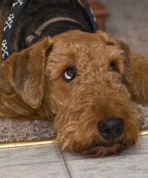 95 Best Airdale Terrier Love Images On Pinterest Airedale Terrier