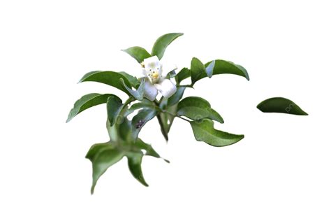 A árvore Florida Reconhecida Como Murraya Panikuta Na Tailândia Png