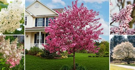 10 Usda Zone 9 Flowering Trees Stunning Ornamental Species