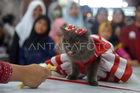 Conmemorar El DÍa Del Gato Mundial Antara Foto