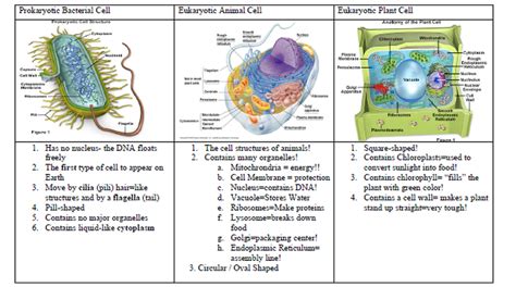 Types Cells