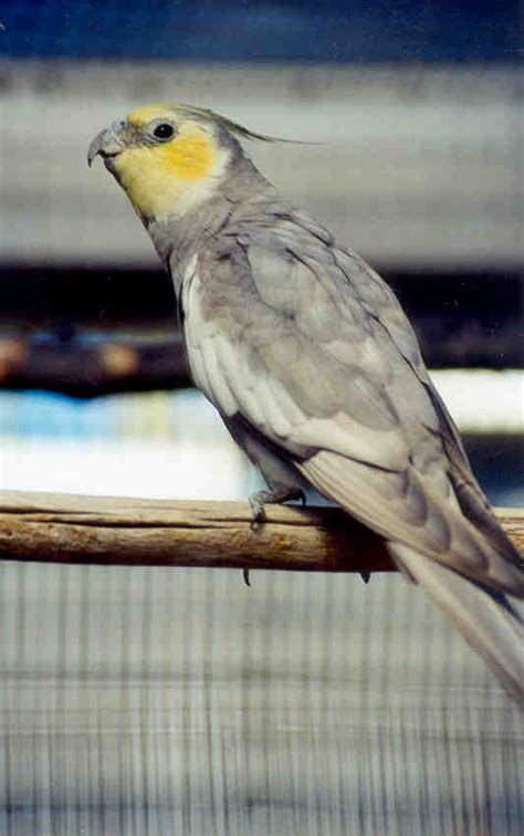 Lutino Pearl Hen Pied Cockatiel Facts Pet Care Housing Behavior
