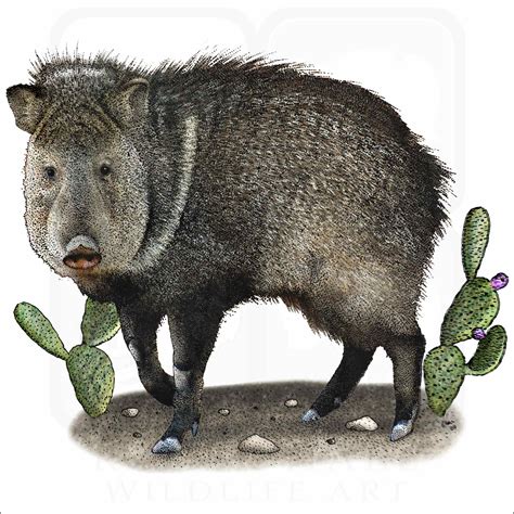 Collared Peccary Drawing At Victoria Melrose Blog