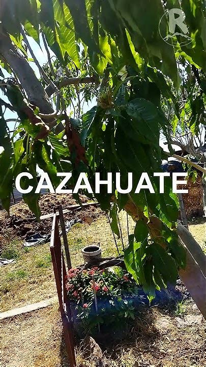 El Cazahuate árbol Nativo De México Youtube