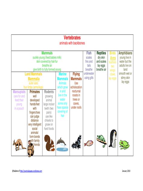 Classification Table Cards Pdf Mammals Invertebrate