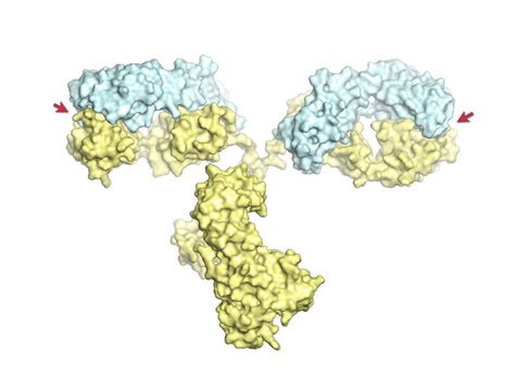 Euroimmun Introduces Automated Microscope For Advanced Diagnostics