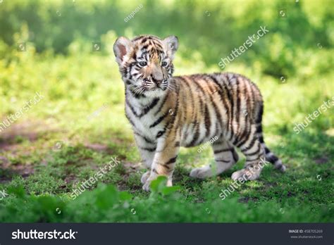 Siberian Tiger Cubs Playing