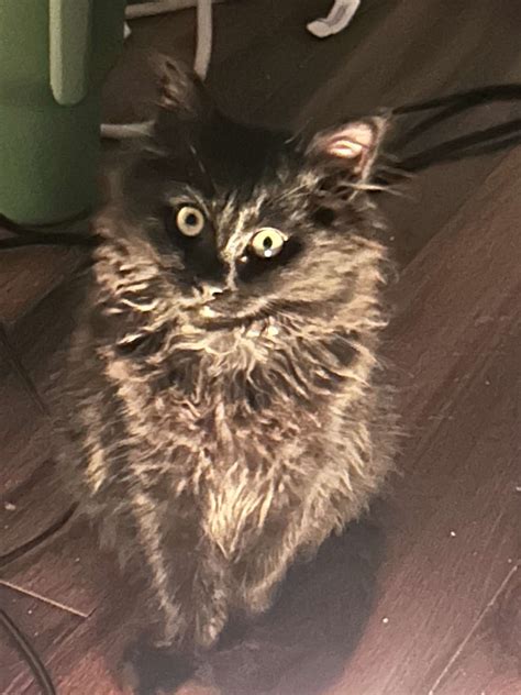 This Is Spook My Girlfriends Cat Spook Is A Menace To Society And Constantly Rips Up My