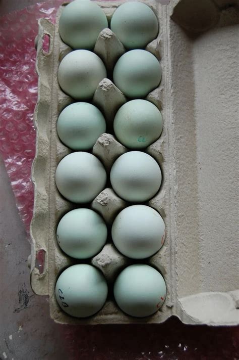 Buy Clean Easter Egger Hatching Eggs