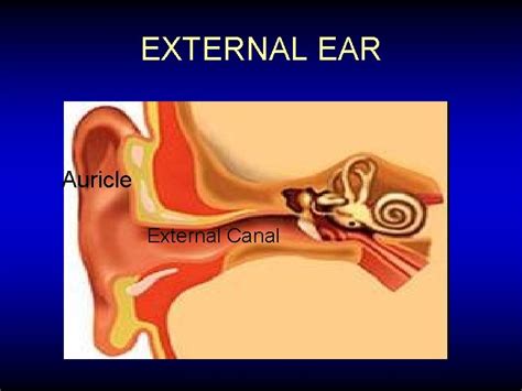 Anatomy Of The Ear External Ear Auricle External