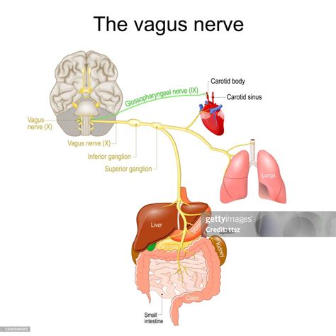 Vagus Nerve Parasympathetic Nervous System High Res Vector Graphic