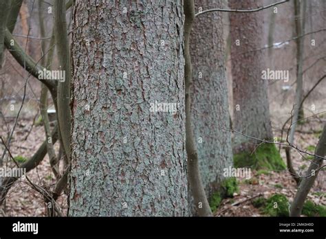 Tree Taken In The Middle Stock Photo Alamy