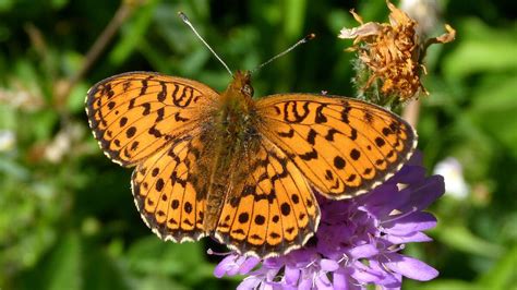Mariposa Nature Tours Expert Led Butterfly And Botany Holidays