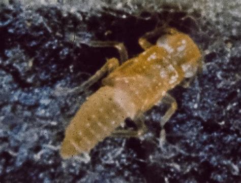 White Apple Leafhopper Nc State Extension Publications