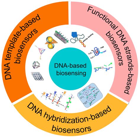 Dna Based Biosensors For The Biochemical Analysis A Review