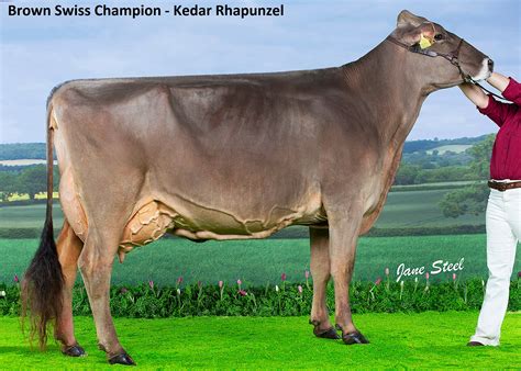 Eurogenes 𝐊𝐞𝐝𝐚𝐫 𝐁𝐫𝐨𝐰𝐧 𝐒𝐰𝐢𝐬𝐬 Was Unbeatable At The Uk Dairy Expo 2023 🇬🇧🏆 With The Well Known