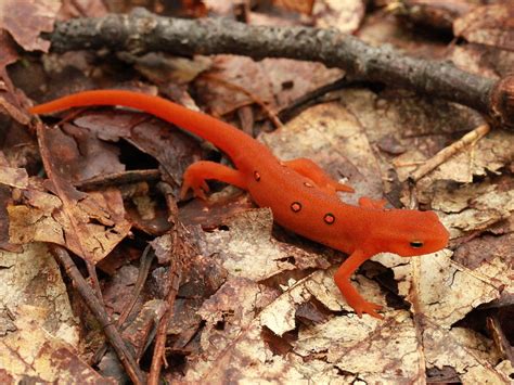 Red Eft New York State Parks And Historic Sites Blog