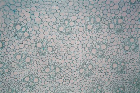 Frog Liver Cells Under Microscope
