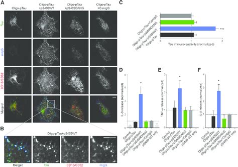 Effector Function Determines Antibody Mediated Uptake Of Recombinant Download Scientific