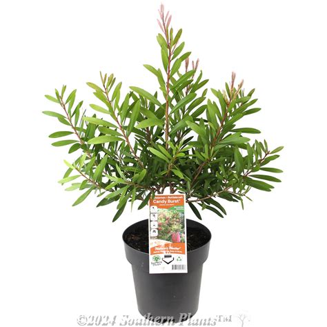 Callistemon Bottlebrush Candy Burst 200mm Southern Plants