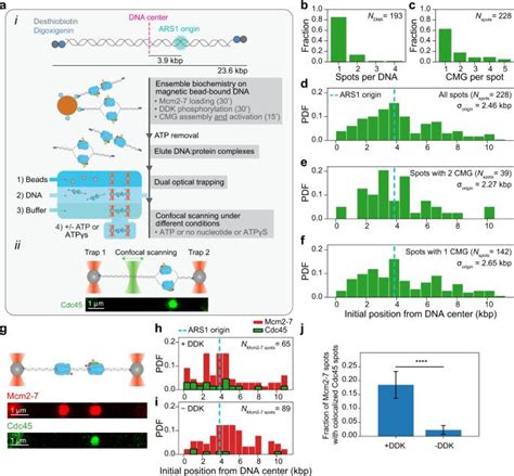 Nucleotide Binding Halts Diffusion Of The Eukaryotic Replicative Helicase During Activation