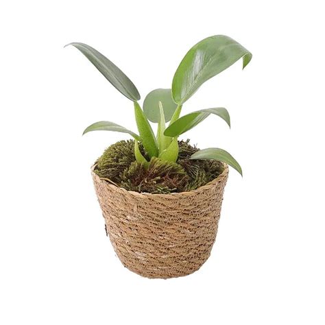 Mini Pacova No Cesto De Vimi Plantas Vivas São Paulo Compre A 122 Brl