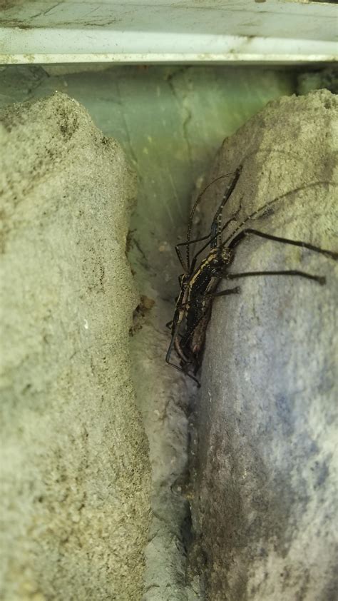 Weird Shrimp Looking Bug With Back Buddy North Central Florida Album