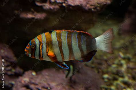 Harlequin Tuskfish Choerodon Fasciatus Complete Care Guide Reeflings