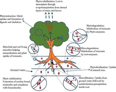Phytoremediation Processes And Their Associated Functions Source Download Scientific Diagram
