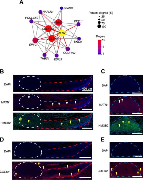 Osteogenesis Network Construction And Cell Type Specific Marker Download Scientific Diagram