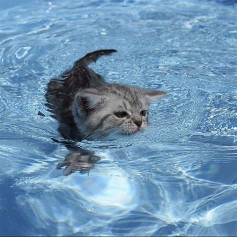 Create Meme A Cat In The Water Floating Cat Cat Swims Pictures