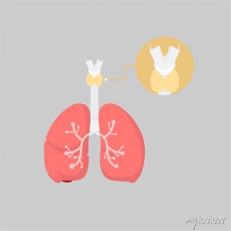 Lungs And Thyroid Gland Internal Organs Anatomy Body Part Nervous Posters For The Wall