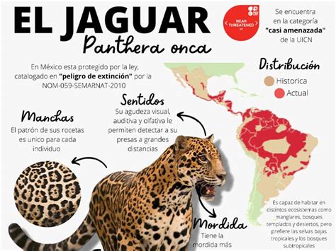 Alianza Jaguar Ac Jaguar