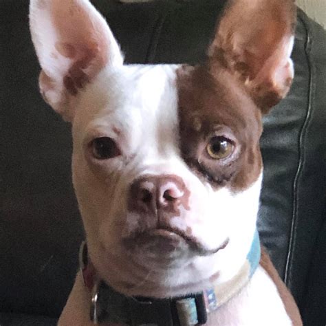 Andy Borowitz Ex Prince Andrew Forced To Work At Pizza Facebook