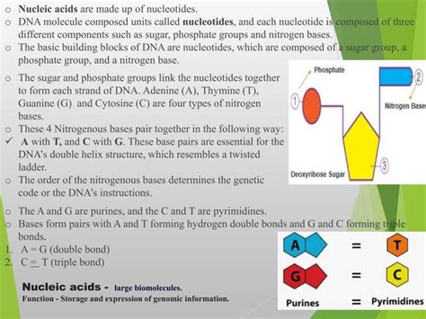 Dna And Rna Structure Functions Types Difference Similarities