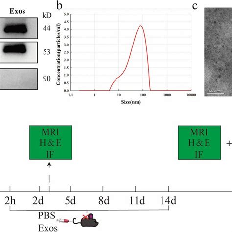 Regulation Of Primary Neurons And Primary Neural Stem Cells By