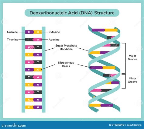 Structure Chimique De Ladn Photo Stock Image Du Génétique Formule