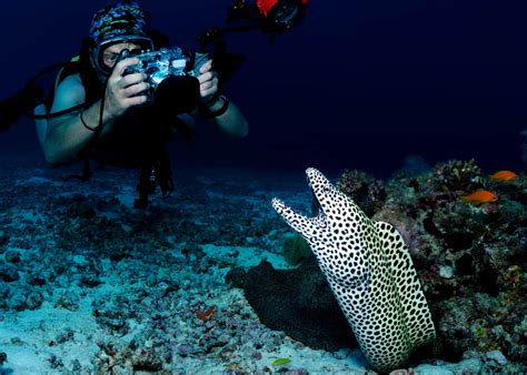 34 Moray Eel Facts Double Jawed Beauties Of The Deep Everywhere Wild