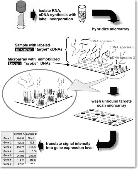 general principle of gene expression profiling with dna microarrays