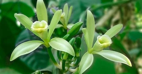 Colombia Se Prepara Para El Boom De La Vainilla Infobae