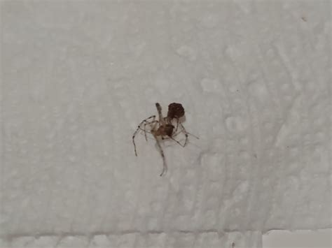 My Brother Found This Bug Crawling On His Neck Early Morning He