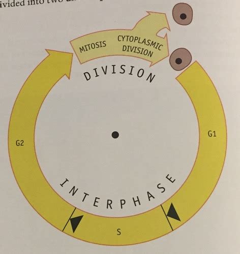 The Cell Cycle Flashcards Quizlet