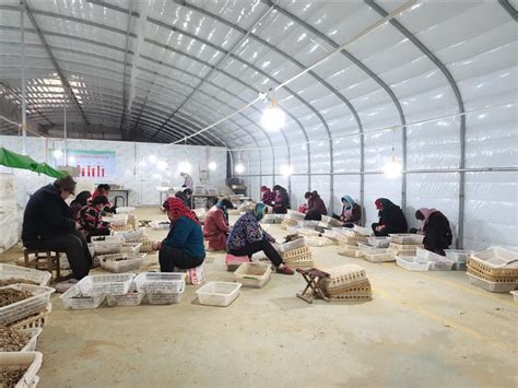 山东：梁山县大力发展食用菌特色产业 助推乡村振兴